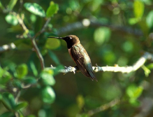 Black-chinned Hummingbird