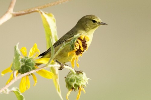 Orangecrowned Warbler