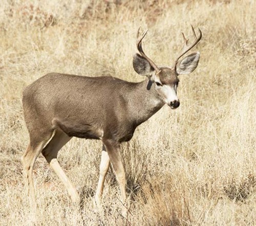 Mule Deer