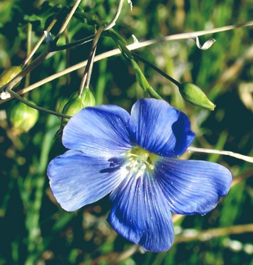 Blue Flax