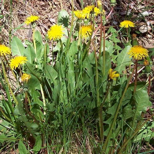 Common Dandelion