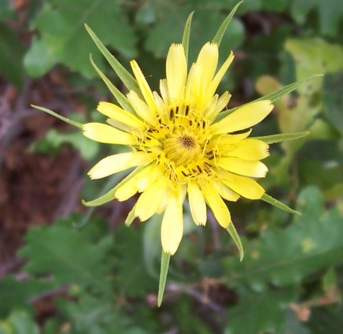 Salsify yellow