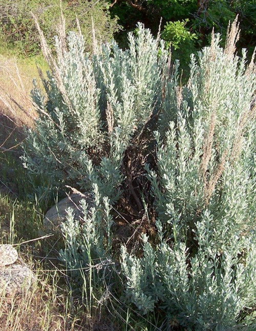 Big Sagebrush
